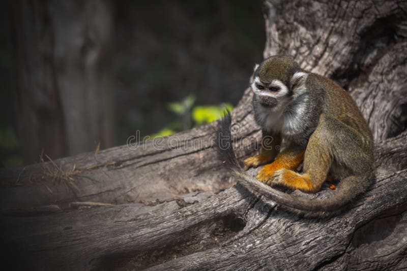 Cute Small Monkey Sitting on the Tree Stock Image - Image of nature ...