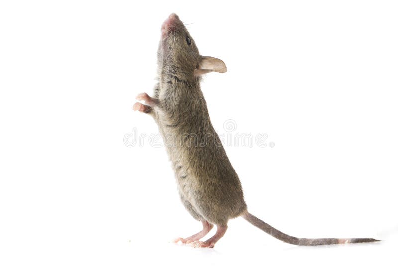 Wild Deer Mice - Peromyscus Stock Image - Image of isolated, mice: 50444105