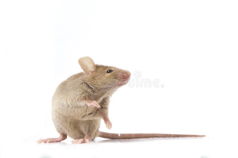 Small Mouse Isolated on a White Stock Photo - Image of domestic ...