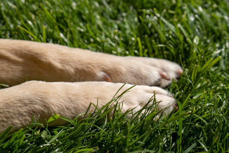 Small Paws of a Brown Labrador Retriever on the Grass Stock Photo ...