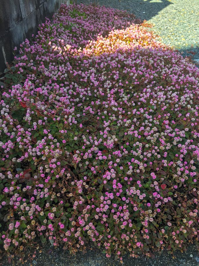 Colorful Pink Flower with Sunlight for Background and Wallpaper Stock ...