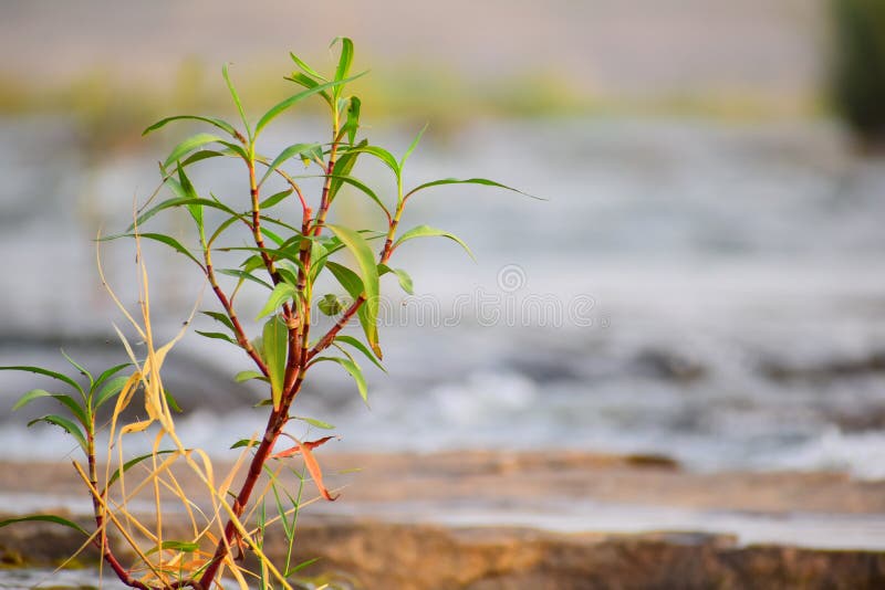 Cute Small plants stock image. Image of river, cute - 150989091