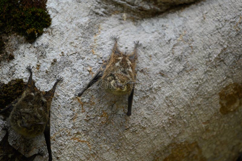 Cute small proboscis bat stock photo. Image of small - 340608056