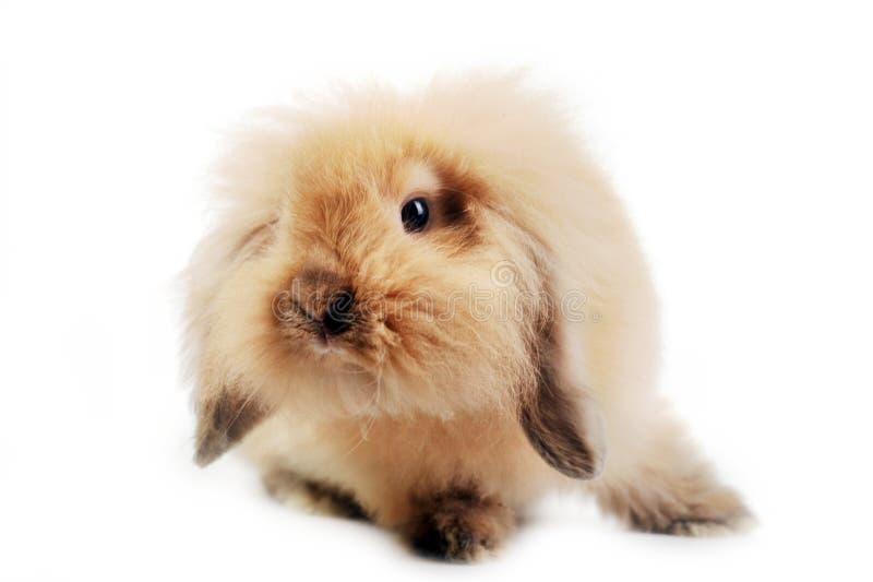 Small rabbit and flower stock image. Image of dating, fluffy - 1952831