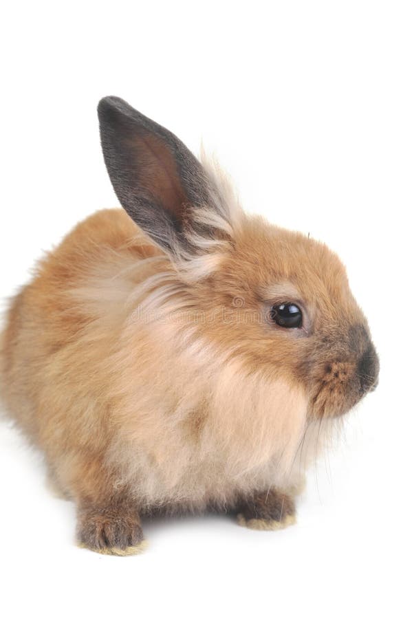 Cute small rabbit stock photo. Image of sitting, mammal - 11832160