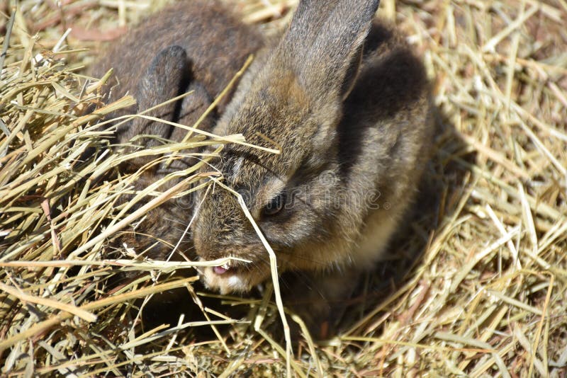 Cute Small Rabbit Hiding in a Big Pile of Hay Stock Image - Image of ...
