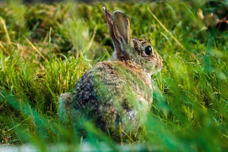 Cute Small Rabbit Hiding in the Green Grass Stock Photo - Image of ...