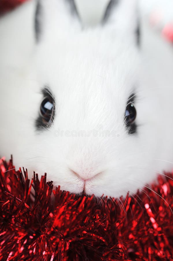 Small rabbit and flower stock image. Image of easter, nature - 1952829
