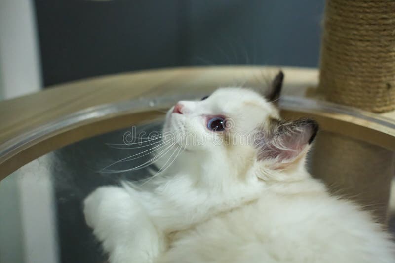Cute, Small Ragdoll Cat in Clear Bowl on Cat Tree. Stock Image - Image ...