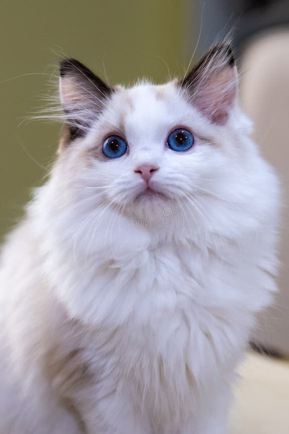 Cute, small Ragdoll cat. stock image. Image of animal - 316928481
