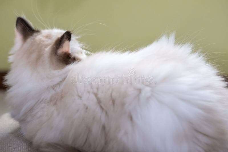 Cute, small Ragdoll cat. stock image. Image of kitty - 316928749