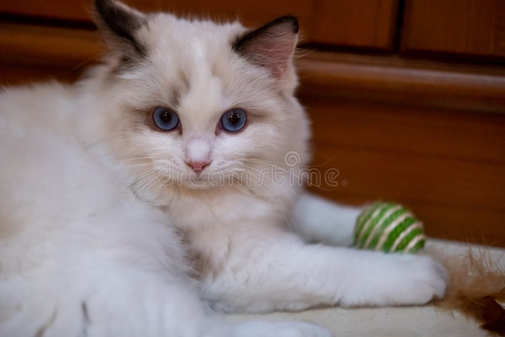 Cute, small Ragdoll cat. stock image. Image of life - 335741123
