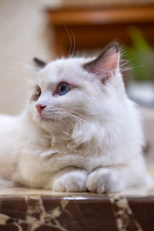 Cute, small Ragdoll cat. stock photo. Image of animal - 335741142