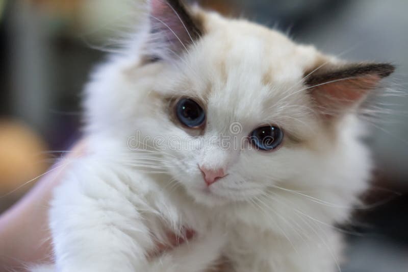 Cute, small Ragdoll cat. stock image. Image of beauty - 344451101
