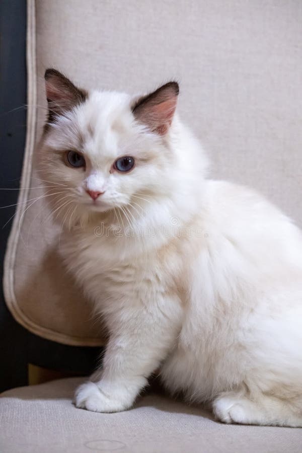 Cute, small Ragdoll cat. stock image. Image of feline - 344451463