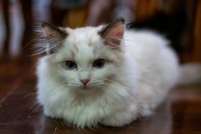 Cute, small Ragdoll cat. stock photo. Image of loving - 375175928