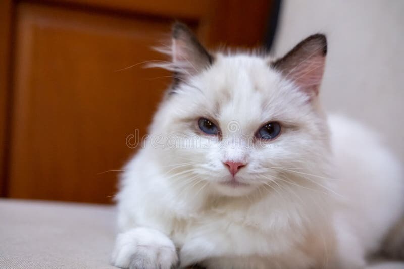 Cute, small Ragdoll cat. stock image. Image of blue - 375176151