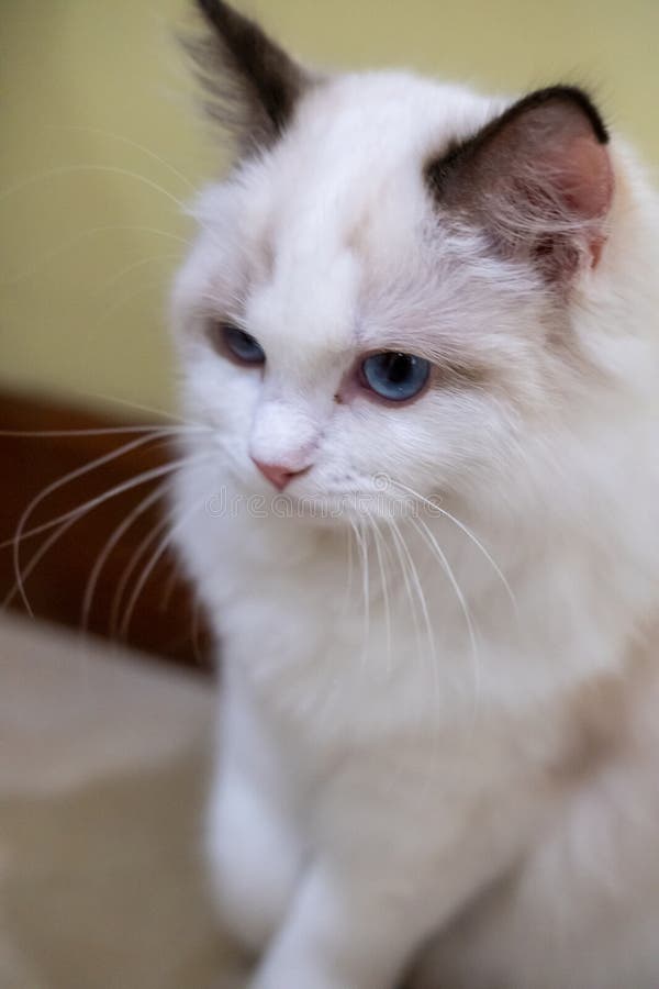 Cute, small Ragdoll cat. stock photo. Image of funny - 322342380