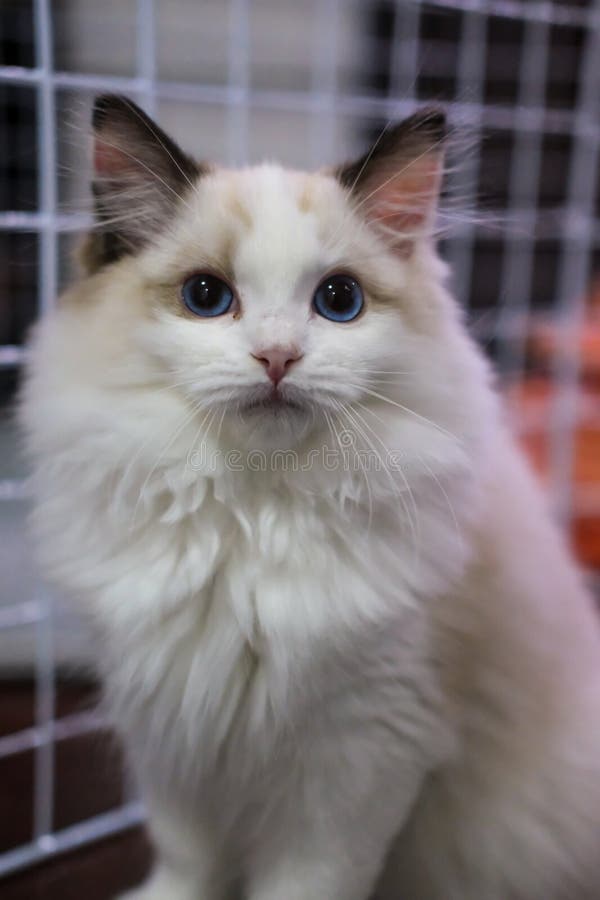 230 Cat Ragdoll Standing Stock Photos - Free & Royalty-Free Stock ...