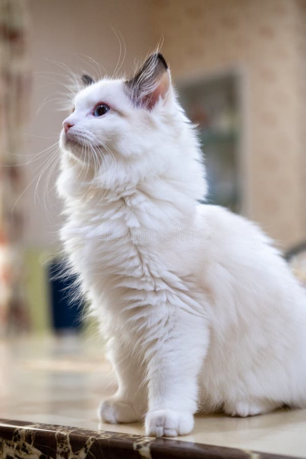 Cute, Small Ragdoll Cat Standing on the Table. Stock Photo - Image of ...