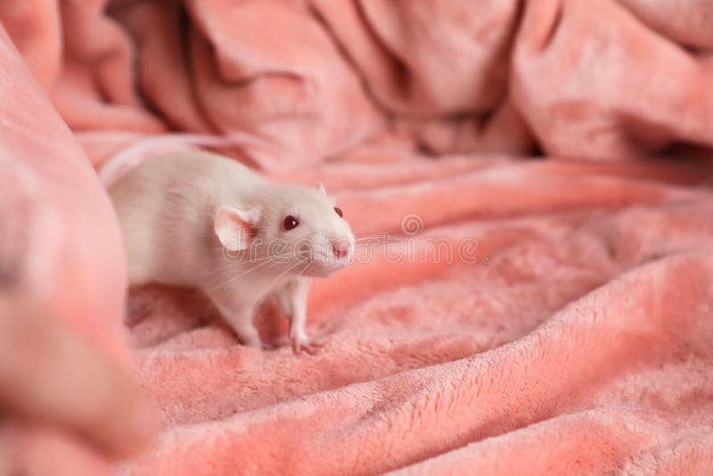 Cute Small Rat on Soft Pink Blanket, Space for Text Stock Image - Image ...