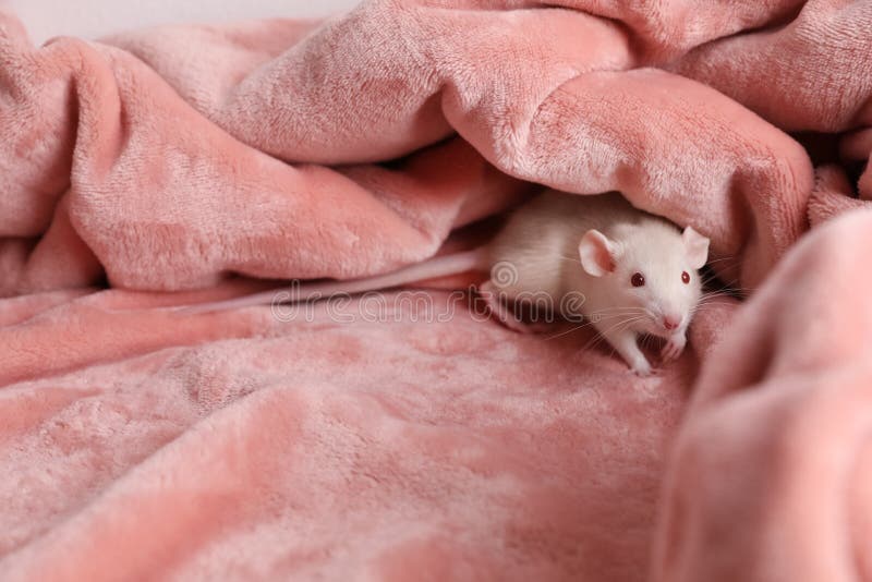 Cute Small Rat on Soft Pink Blanket, Space for Text Stock Image - Image ...