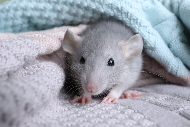 Cute Small Rat Wrapped in Knitted Plaid, Closeup Stock Image - Image of ...