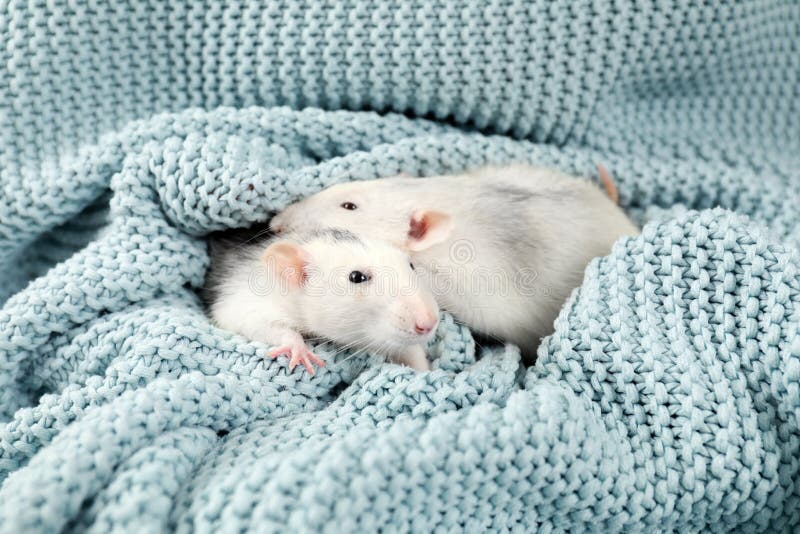 Cute Small Rats and Knitted Blanket Stock Photo - Image of friend ...