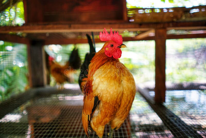 Cute small Rooster stock image. Image of poultry, bantam - 127960037