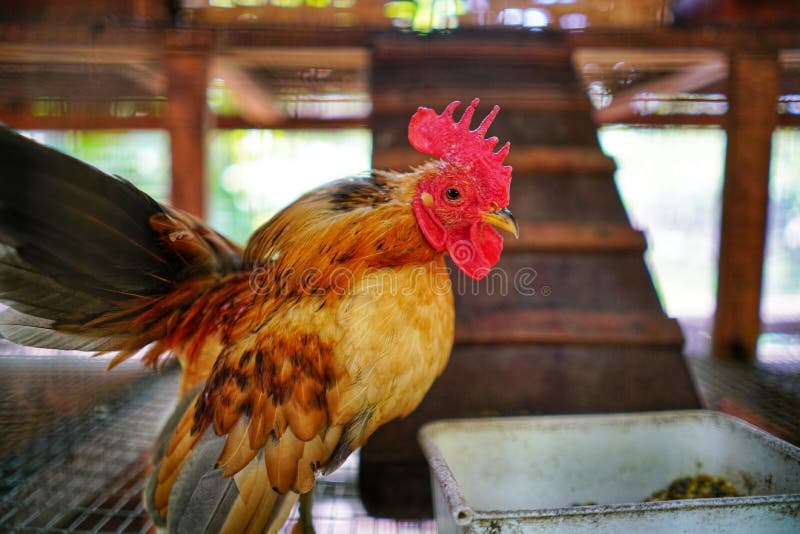 Cute small Rooster stock image. Image of breed, beautiful - 127960085