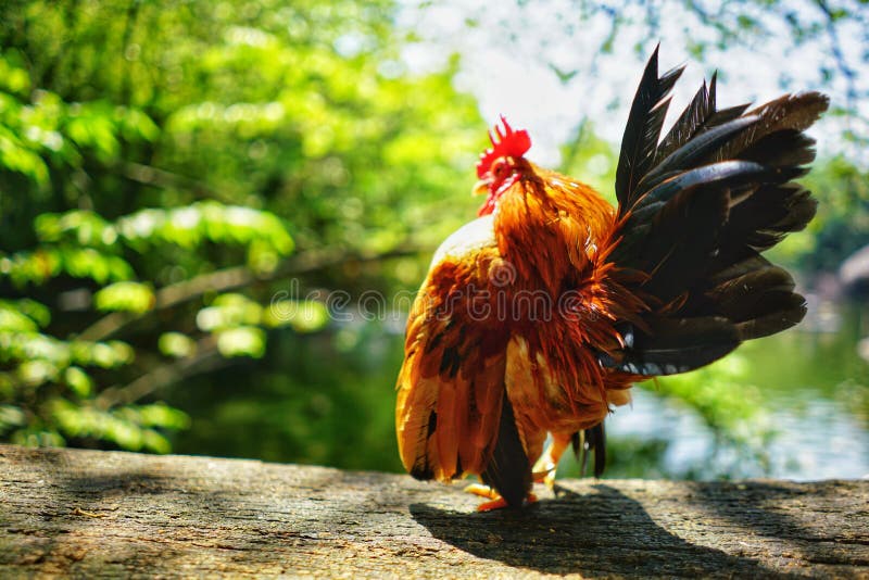 Cute small Rooster stock image. Image of colorful, color - 127960073