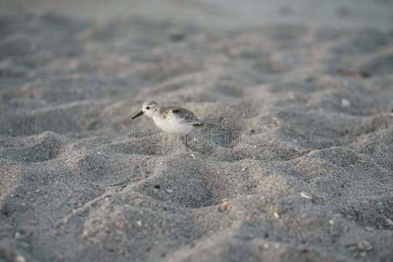 Cute Small Sanderling Bird Perched on the Sand Stock Image - Image of ...