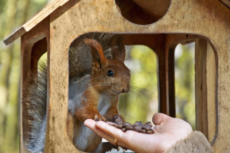 Cute small Squirrel stock photo. Image of tail, closeup - 16367932