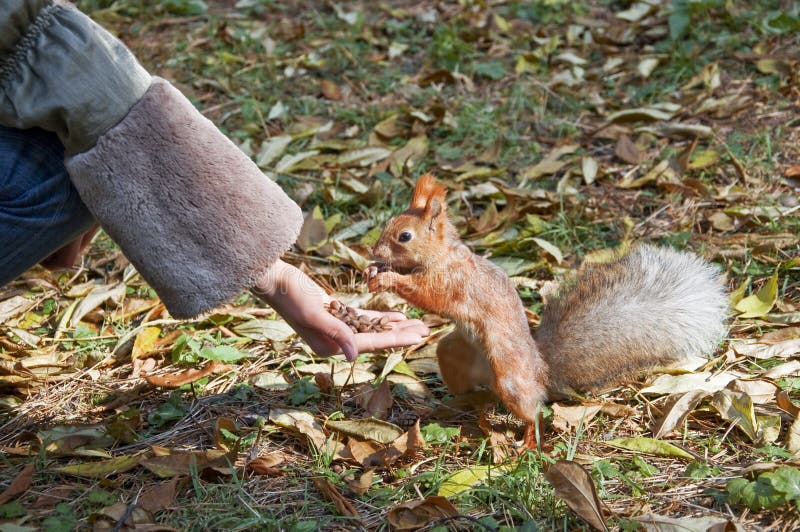 Cute small Squirrel stock image. Image of vulgaris, sciurus - 16368145