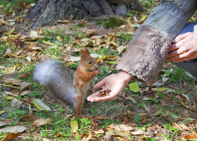 Cute small Squirrel stock image. Image of tail, mammal - 16368301