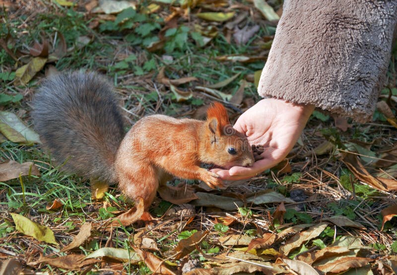 Cute small Squirrel stock image. Image of cute, rodent - 16368409