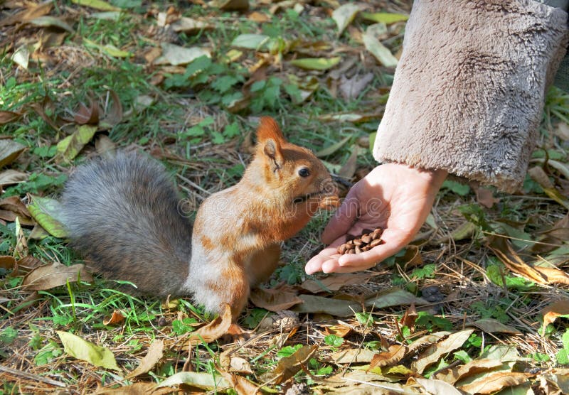 Cute small Squirrel stock image. Image of squirrel, rodent - 16368681