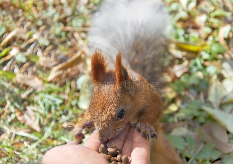 Cute small Squirrel stock photo. Image of animal, life - 16368860
