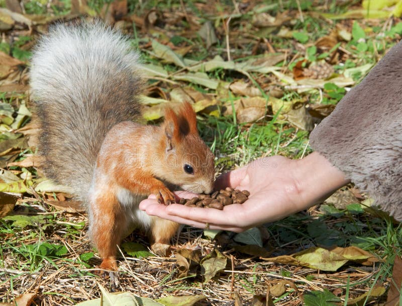 Cute small Squirrel stock image. Image of cute, rodent - 16368409
