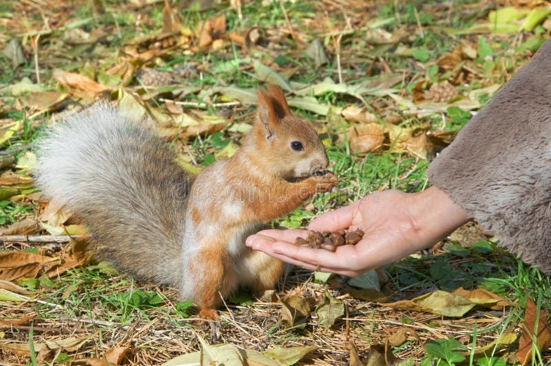 Cute small Squirrel stock image. Image of cute, rodent - 16368409