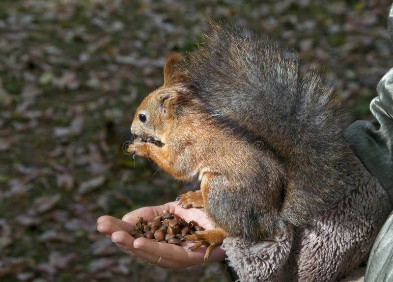 Cute small Squirrel stock image. Image of cute, rodent - 16368409
