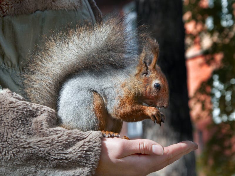 Cute small Squirrel stock image. Image of sciurus, hand - 16369829
