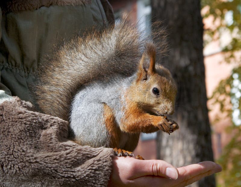 Cute small Squirrel stock image. Image of cute, rodent - 16368409