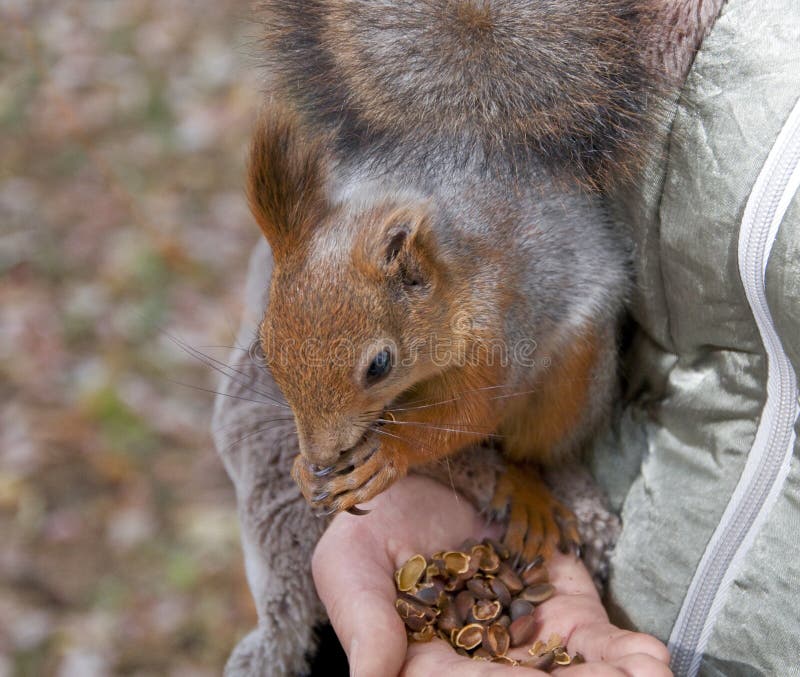 Cute small Squirrel stock image. Image of tail, look - 16370615