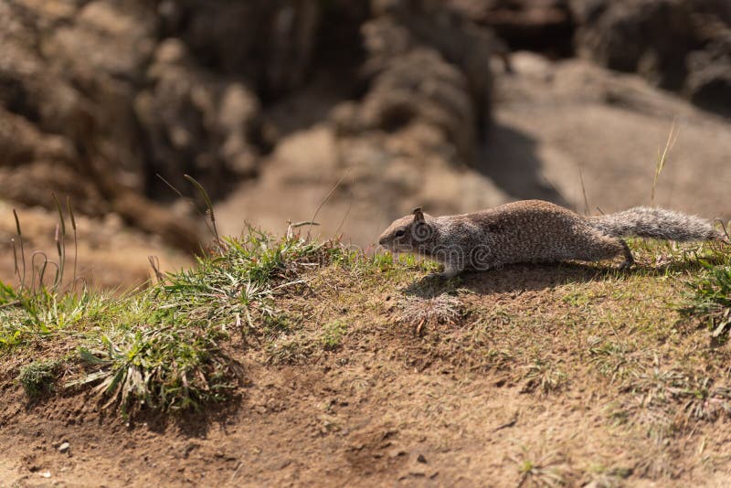 Cute Small Squirrel (Sciuridae) Searching for Food on the Blurred ...