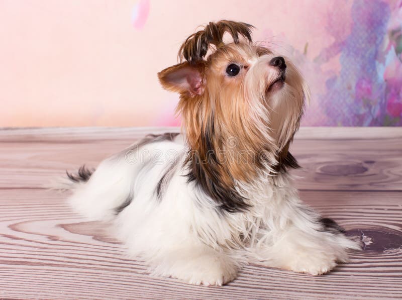 Cute small terrier stock image. Image of brown, isolated - 113362023
