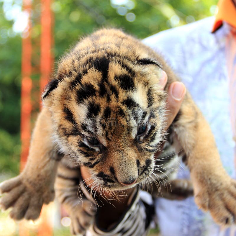 Cute Small Tiger stock photo. Image of rescue, cats, hunger - 35243156