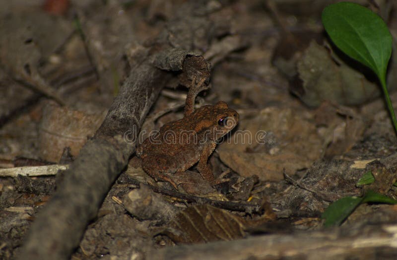 A Cute Small Toad Sits on the Surface of the Earth with Fallen Leaves ...