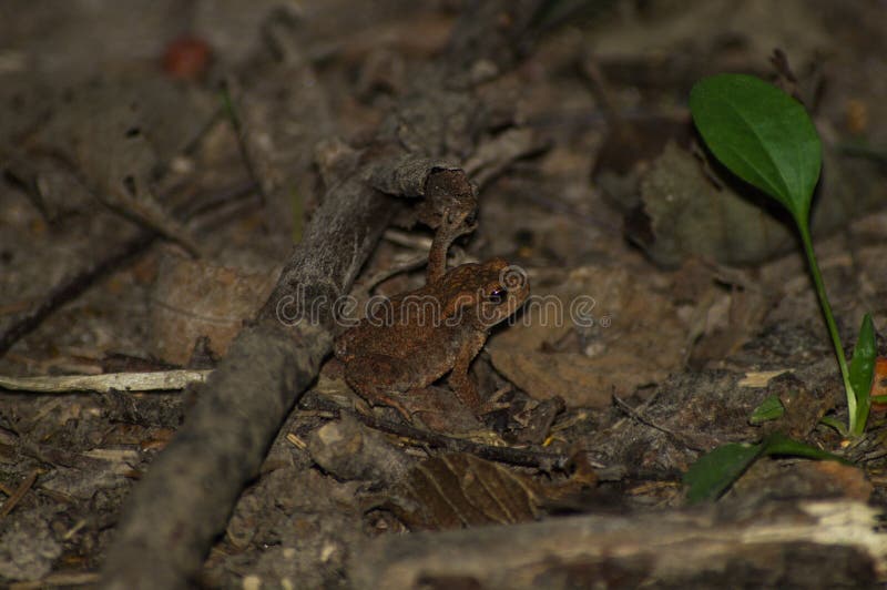 A Cute Small Toad Sits on the Surface of the Earth with Fallen Leaves ...