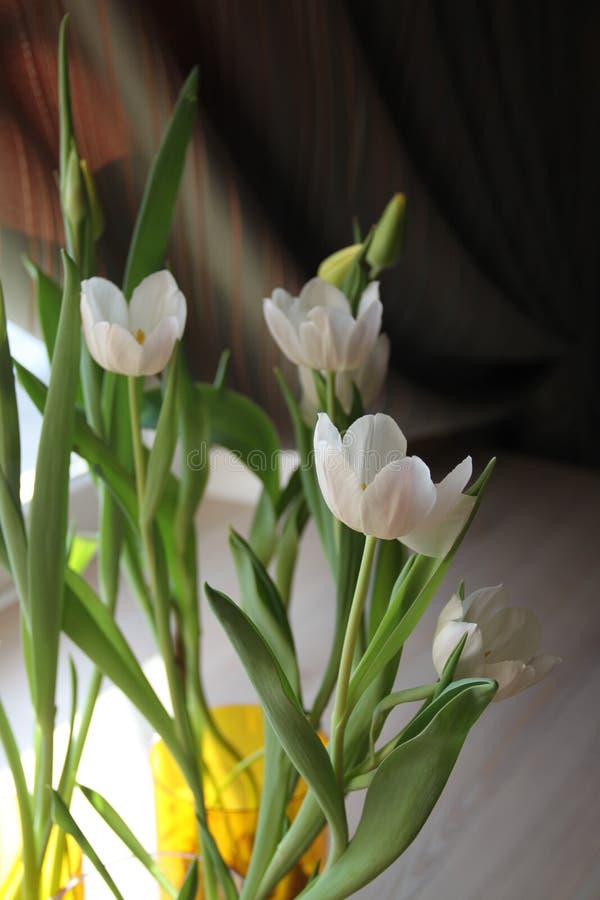 White Sprigng Stock Photos - Free & Royalty-Free Stock Photos from ...